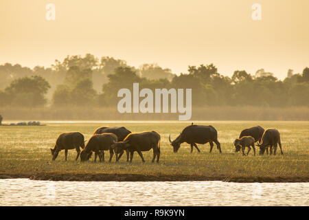 Thai swamp buffalo in peat swamp around lagoon Stock Photo - Alamy