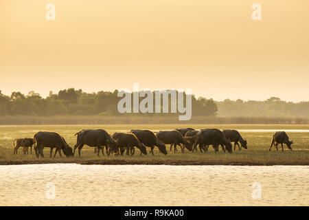 Thai swamp buffalo in peat swamp around lagoon Stock Photo - Alamy
