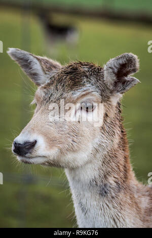 Damwild, Dama dama, herd Stock Photo - Alamy
