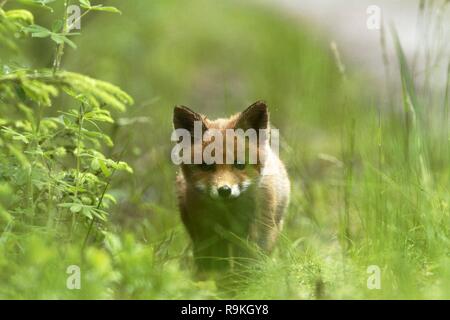 ovely Red Fox cub Vulpes vulpes next to den in the grass in european ...