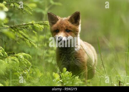 ovely Red Fox cub Vulpes vulpes next to den in the grass in european ...