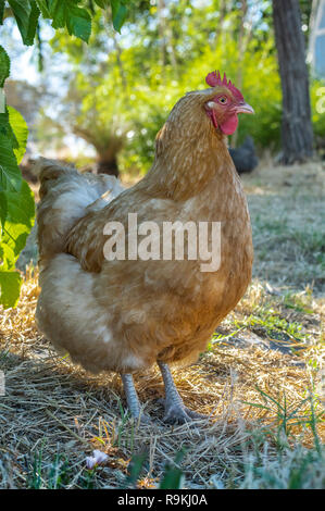 Buff Orpington chicken in yard Stock Photo - Alamy