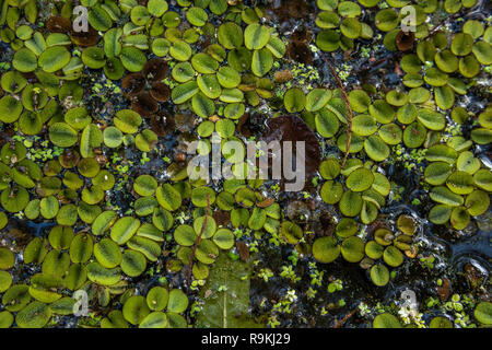 Water on floating fern (Salvinia natans). Close-up of a water droplet ...
