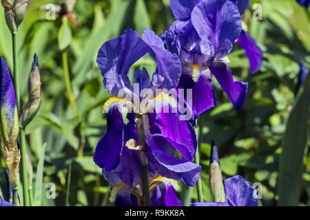 German Iris, "Iris Germanica", Iridacceae, Bavaria, Germany Stock Photo ...