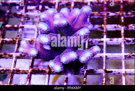 Stylophora SPS Coral (Stylophora sp Stock Photo - Alamy