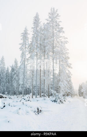 Clearcut forest in winter covered with snow, reforested area with pine ...