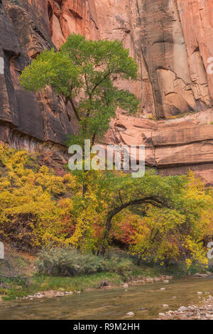 Zion Fall Colors Stock Photo - Alamy