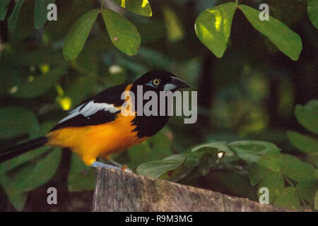 Venezuelan troupial bird Icterus icterus found in the tropical forests ...