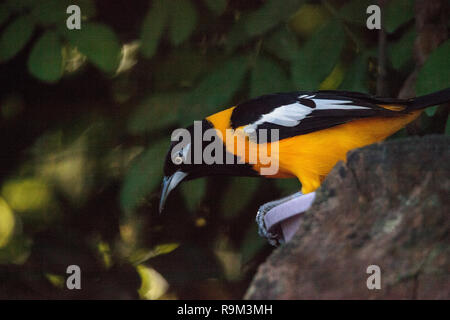 Venezuelan troupial bird Icterus icterus found in the tropical forests ...
