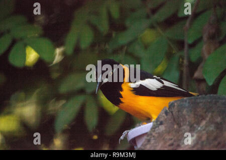 Venezuelan troupial bird Icterus icterus found in the tropical forests ...