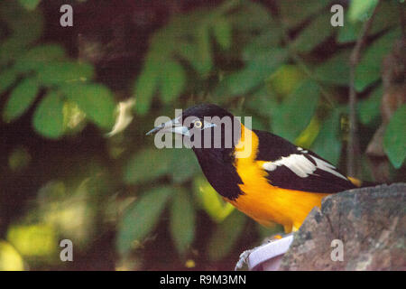 Venezuelan troupial bird Icterus icterus found in the tropical forests ...