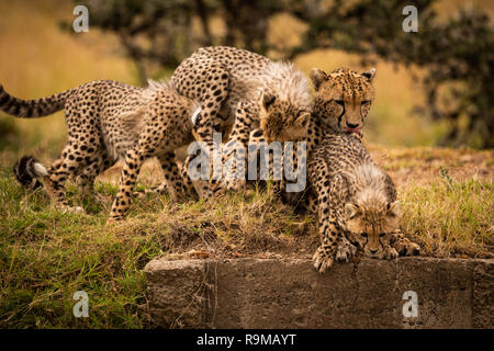 Three cheetah cubs play fighting with mother Stock Photo - Alamy
