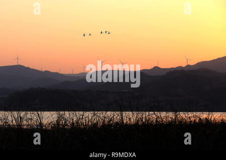Luoyan, Luoyan, China. 25th Dec, 2018. Luoyang, CHINA-Swans fly to ...