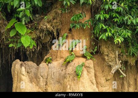 Green parrots on clay lick eating minerals, Green amazons in tropical ...