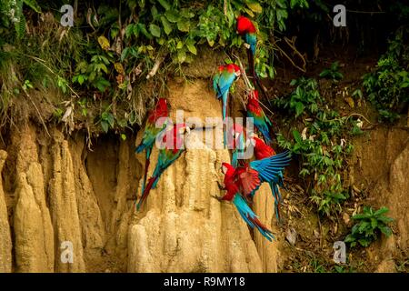 Red parrots on clay lick eating minerals, Red and green Macaw in ...