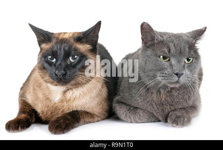Chartreux cat and siamese cat in front of white background Stock Photo ...