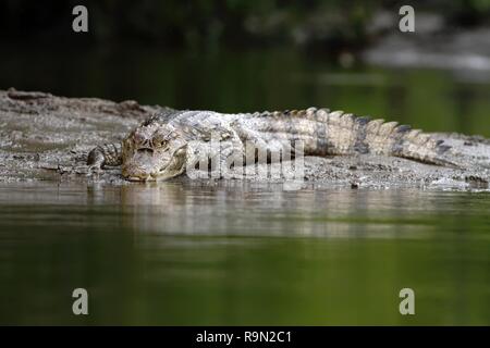 Spectacled Caiman - Caiman crocodile lying on river bank. Big reptile ...