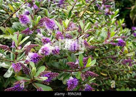 Patty's Purple Hebe Stock Photo - Alamy