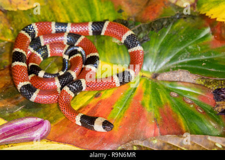 A venomous Costa Rican Coral Snake (Micrurus mosquitensis) slithers ...