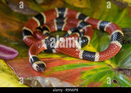 A venomous Costa Rican Coral Snake (Micrurus mosquitensis) slithers ...