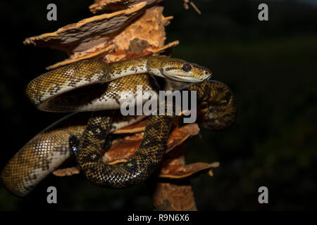 Garden (or Mangrove) tree boa snake in Costa Rica Stock Photo - Alamy