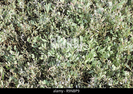 Salt marsh at North Sea island Amrum in Germany, pictured 4 July 2016 ...