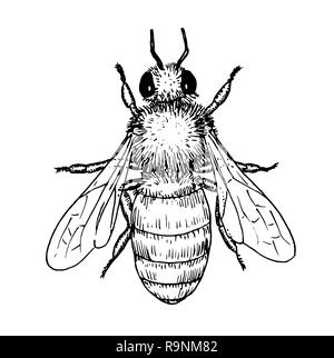 Bee hand drawing, black sketch insect on a transparent background ...
