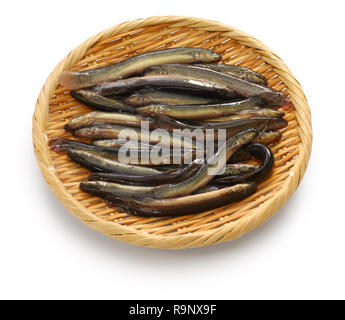 japanese dojo loach fish Stock Photo - Alamy