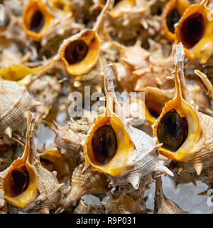 purple dye murex or the spiny dye-murex, Bolinus brandaris (originally ...