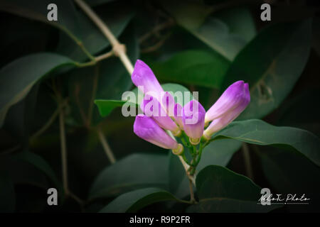 Chinese violet, Coromandel, Ganges primrose, Philippine violet flower ...