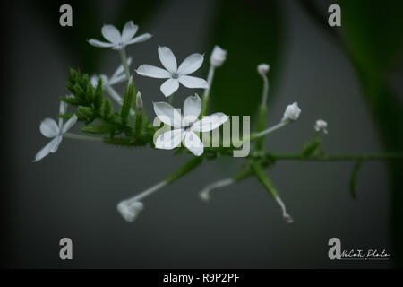 Flowers of Ceylon leadwort (Plumbago zeylanica), a tropical medical ...