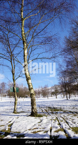Walking the snow Trees silver birch tree snow snowy weather seasons ...