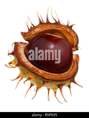 Conker in its shell. The Conker is a seed of the horse chestnut tree ...