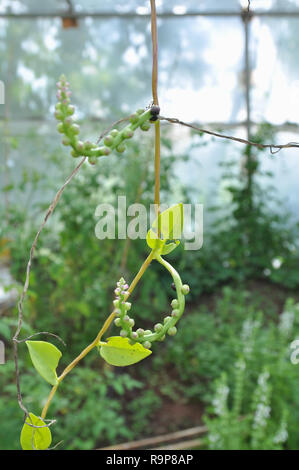 Madongo Village, Sagada, Mountain Province, Luzon, Philippines, South ...