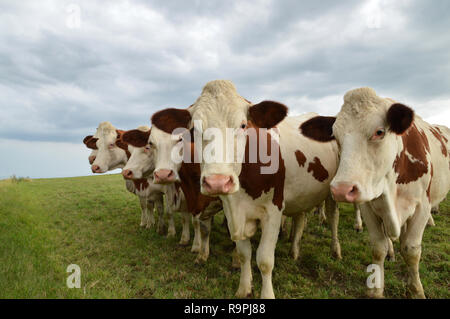 Montbeliarde Cattle, a French Breed, Herd of Cows Stock Photo - Alamy