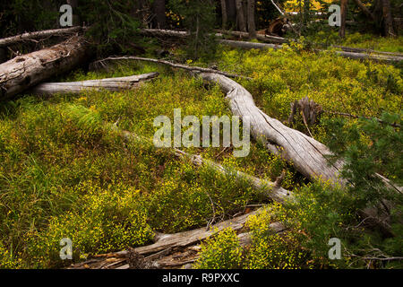 Yellowstone National Park Forest Floor in Autumn Colors Stock Photo - Alamy