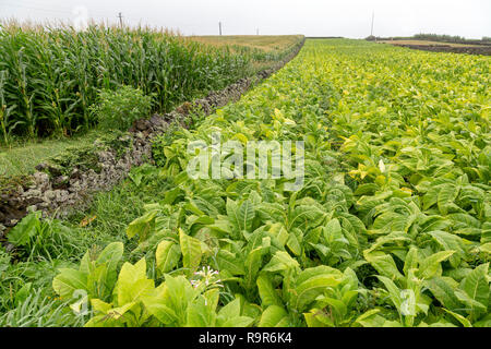 A tobacco field on the Azores island of Sao Miguel, Portugal Stock ...