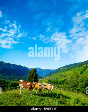 Swiss cows grazing on a meadow against the background of the Matterhorn ...