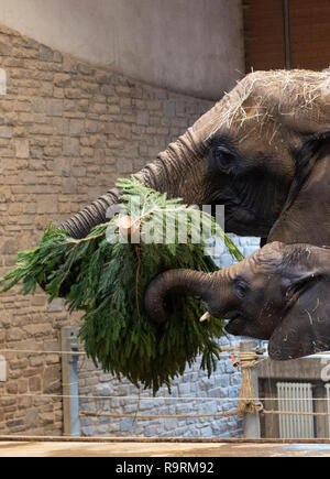 Wuppertal, Germany. 27th Dec, 2018. The elephant cows Tuffi (in front ...