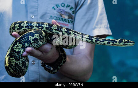 Animals: jungle carpet python, Morelia spilota cheynei, on a tree ...