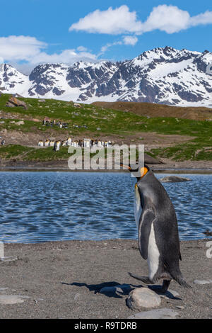 Flock of king penguins (Aptenodytes patagonicus patagonicus) on the ...