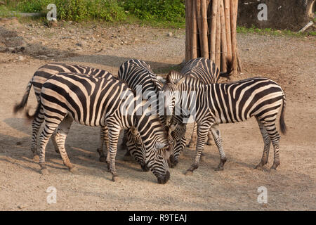 Taipei Zoo,zoo,animal,animals,Taipei,Taipei City,Taiwan,city,island ...