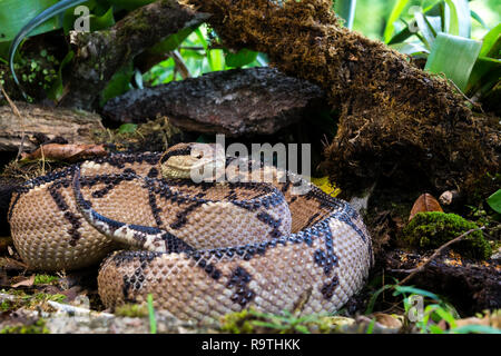 Venomous Bushmaster snake in Arenal, Costa Rica Stock Photo - Alamy