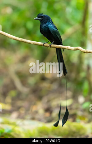 A male Greater Racket-tailed Drongo on the liana branch Stock Photo - Alamy