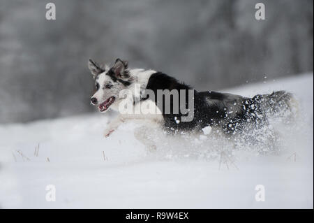 Border collie dog in winter landscape Stock Photo - Alamy