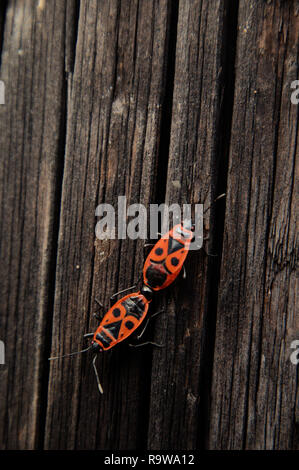 Firebug (Pyrrhocoris apterus) pair mating on a flower of Musk-mallow in ...