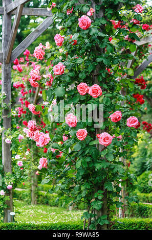 Flowering roses in a lush garden Stock Photo - Alamy