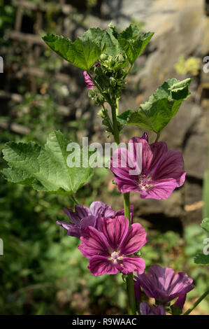 Bright flower of Malva officinalis in Swiss Summer garden Stock Photo ...