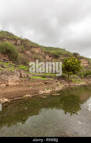 Spring near Salalah, Dhofar Province, Oman, during Khareef monsoon ...