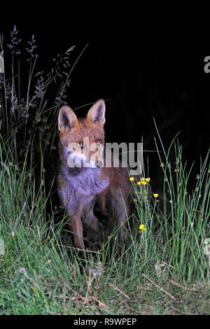 Red fox (Vulpes Vulpes) in countryside habitat, UK Stock Photo - Alamy